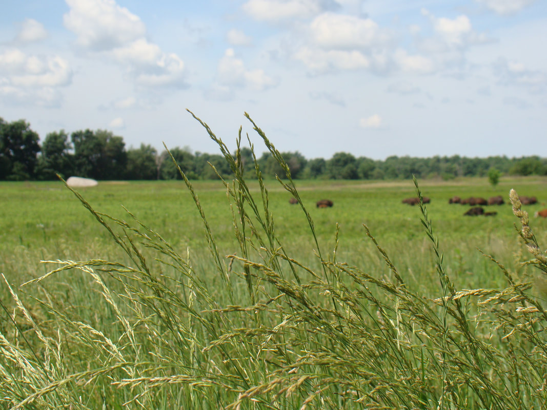 Hawkeye Buffalo Ranch - Project Buy Local